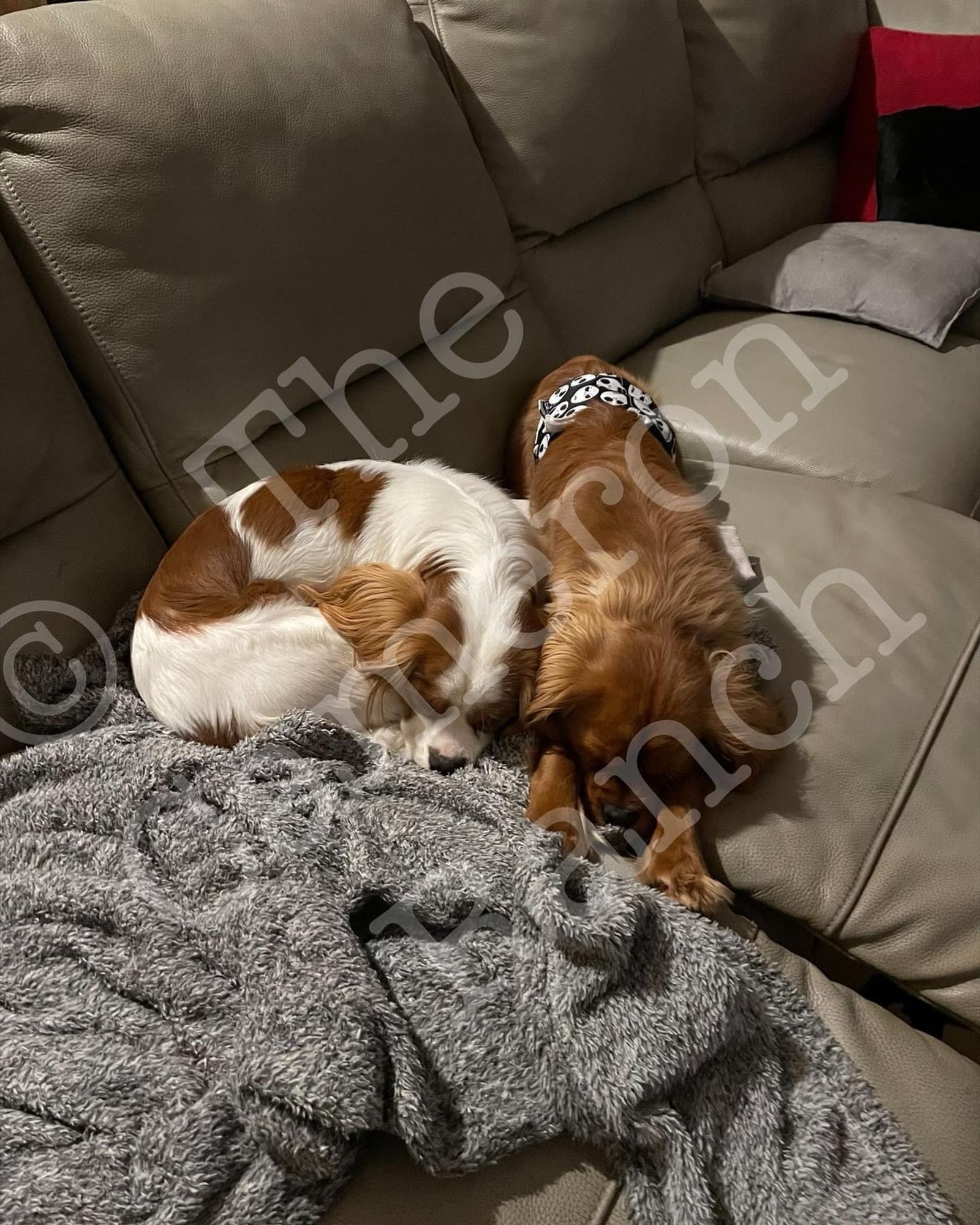 The Cameron Ranch MDBA Registered Cavaliers (with papers), responsible ...