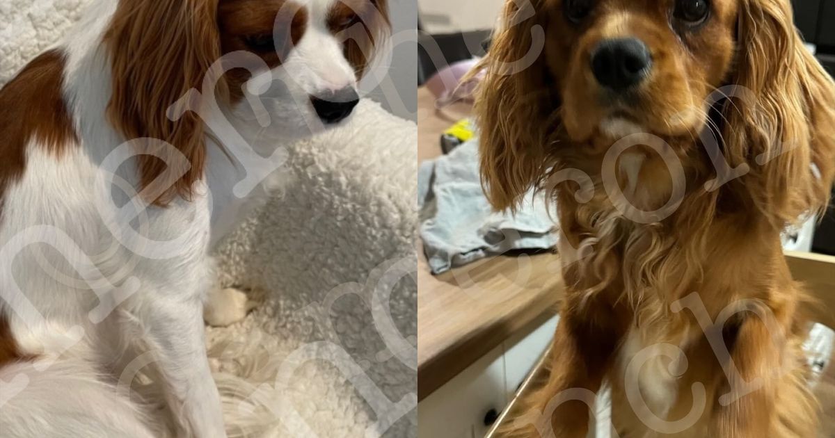 The Cameron Ranch MDBA Registered Cavaliers (with papers), responsible ...