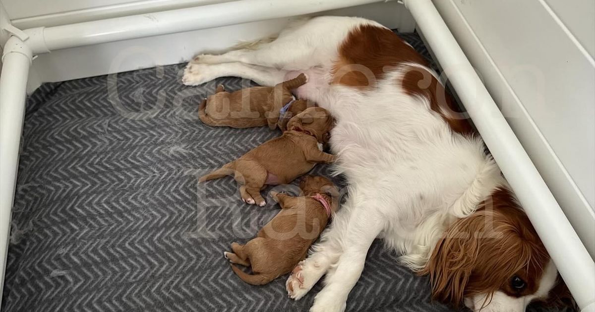 The Cameron Ranch MDBA Registered Cavaliers (with papers), responsible ...