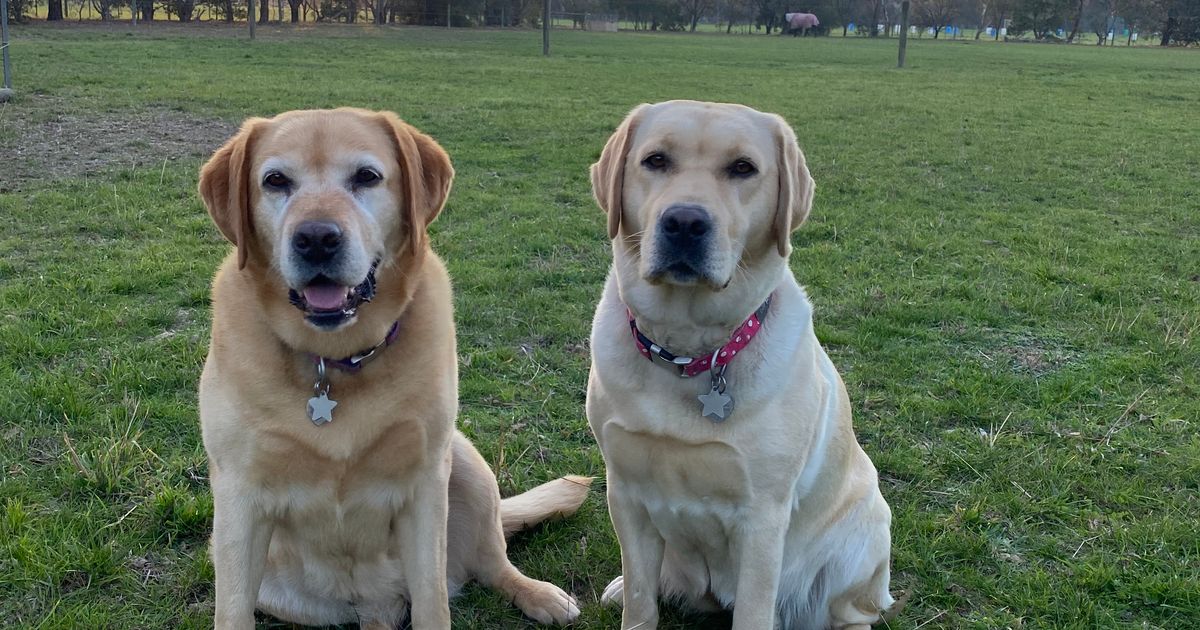 Highstarr Labradors, responsible breeder in Victoria - RightPaw