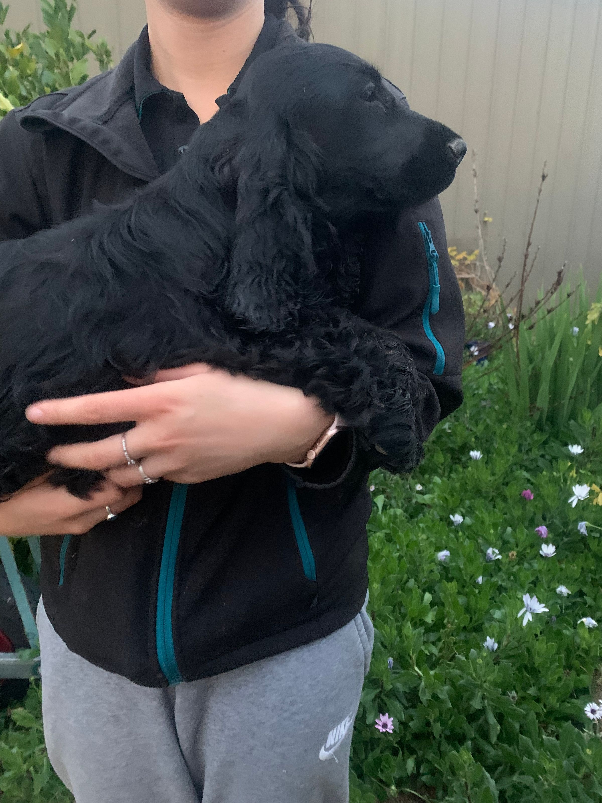 Luvby Cocker Spaniels, responsible breeder in Victoria - RightPaw