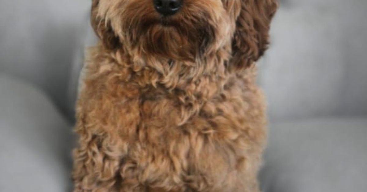 Theodores Australia (Registered Theodore/Cavoodles), responsible ...