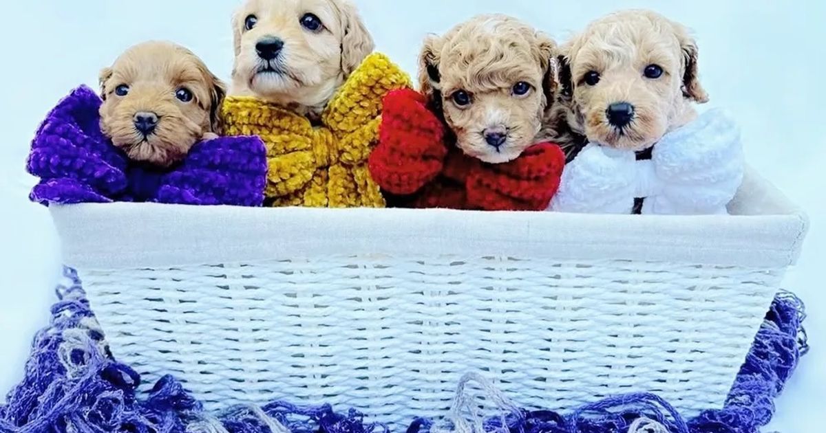 Oodles and Poodles F1BB Toy Cavoodles, responsible breeder in ...