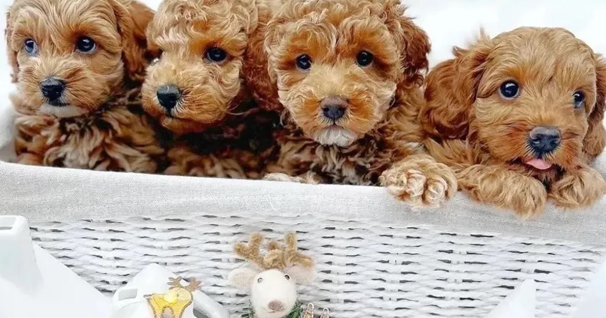 Oodles and Poodles F1BB Toy Cavoodles, responsible breeder in ...