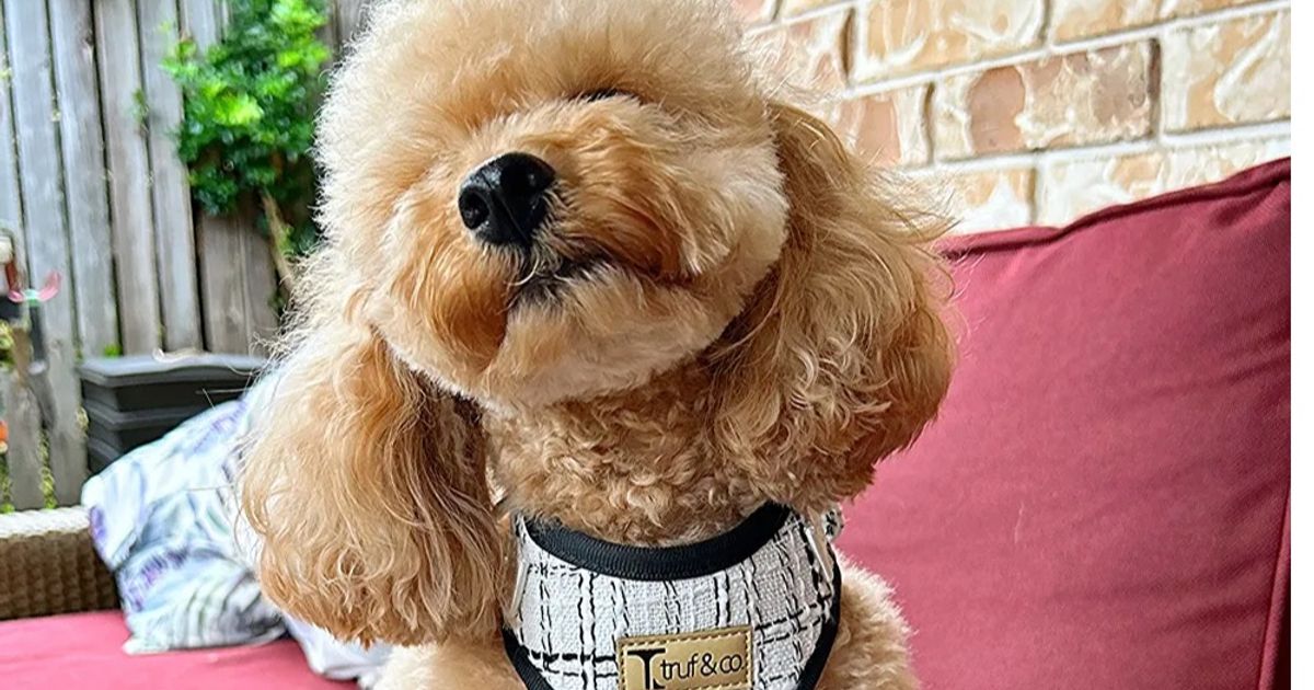 Oodles and Poodles F1BB Toy Cavoodles, responsible breeder in ...