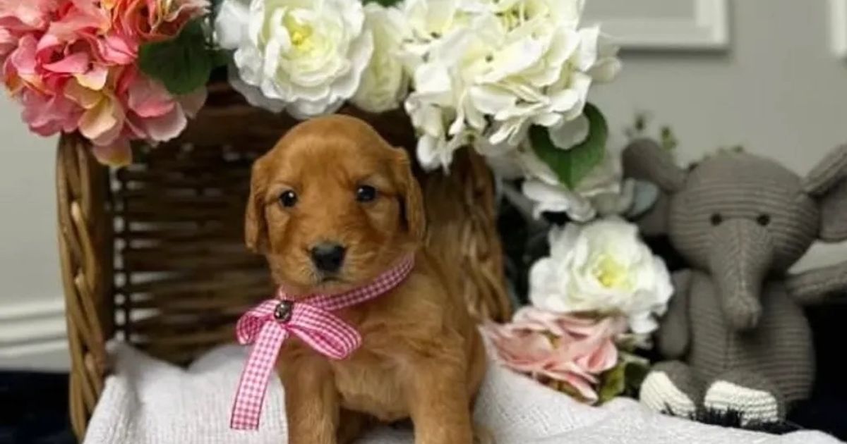 Adorable Groodles, responsible breeder in Queensland - RightPaw