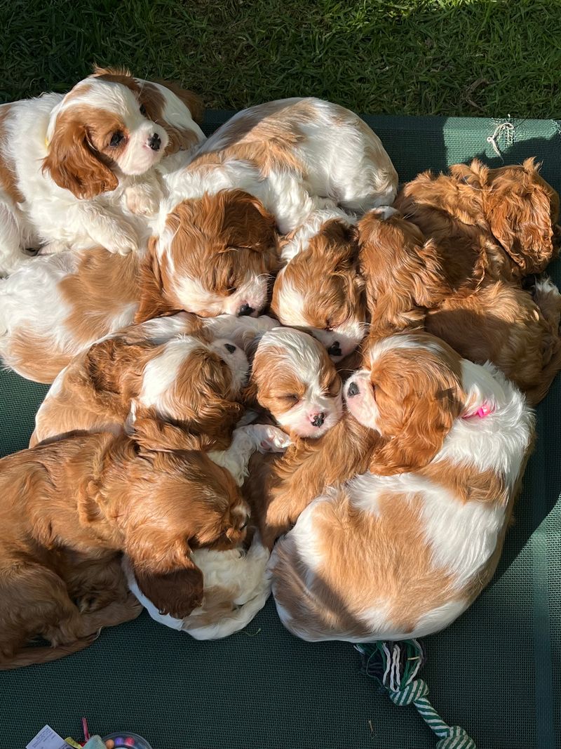 K9 Cavaliers, responsible breeder in Victoria - RightPaw