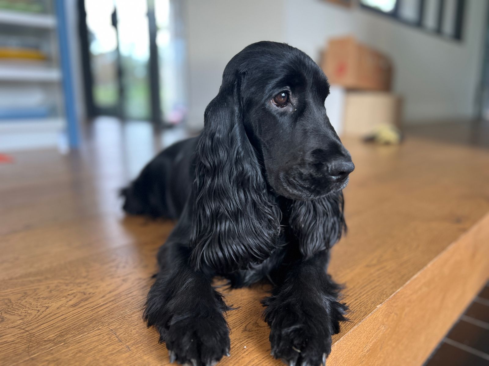 Nocte Cocker Spaniels, responsible breeder in Queensland - RightPaw