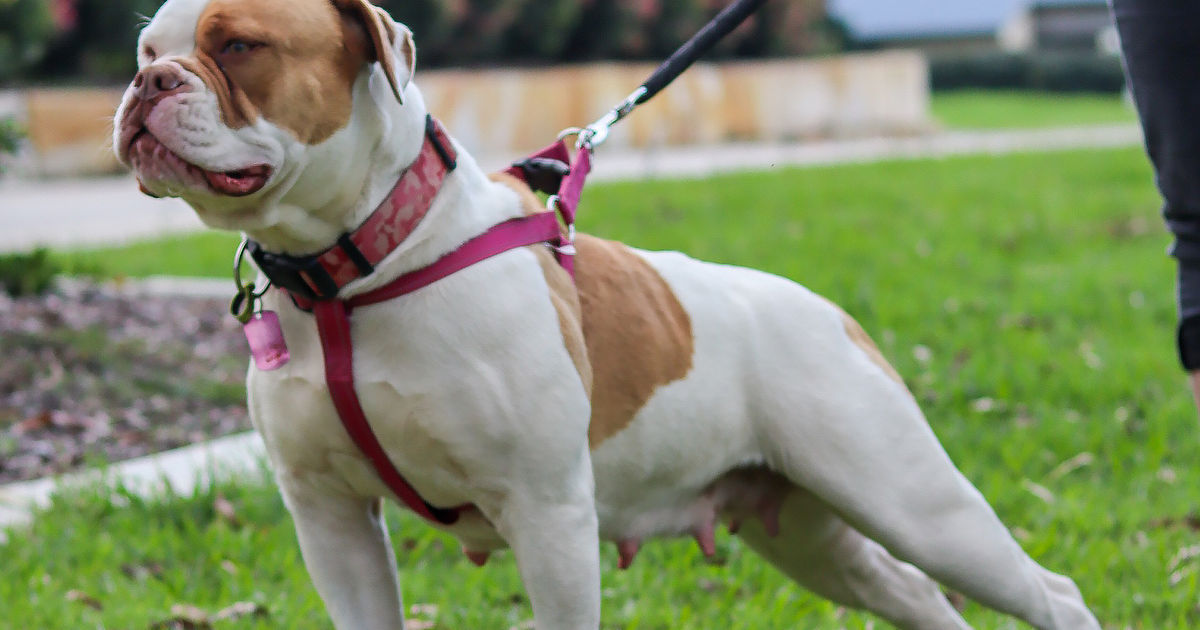 Built Tuff Bulldogs, responsible breeder in Queensland - RightPaw
