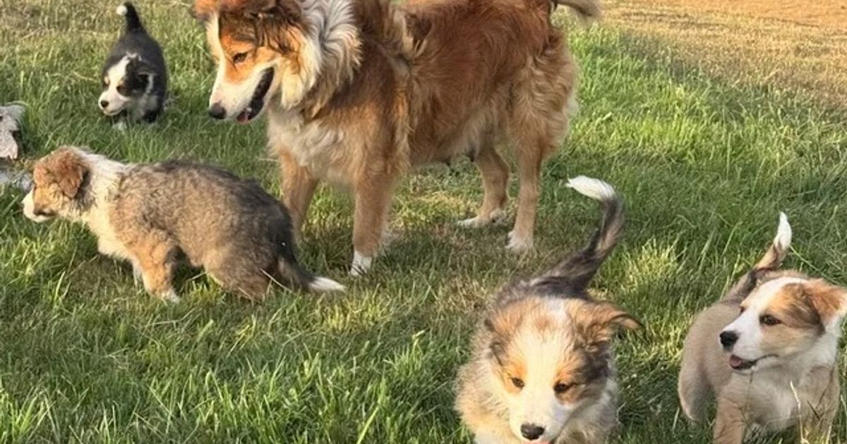 Behati Park Border Collies (MDBA Registered), responsible breeder in ...