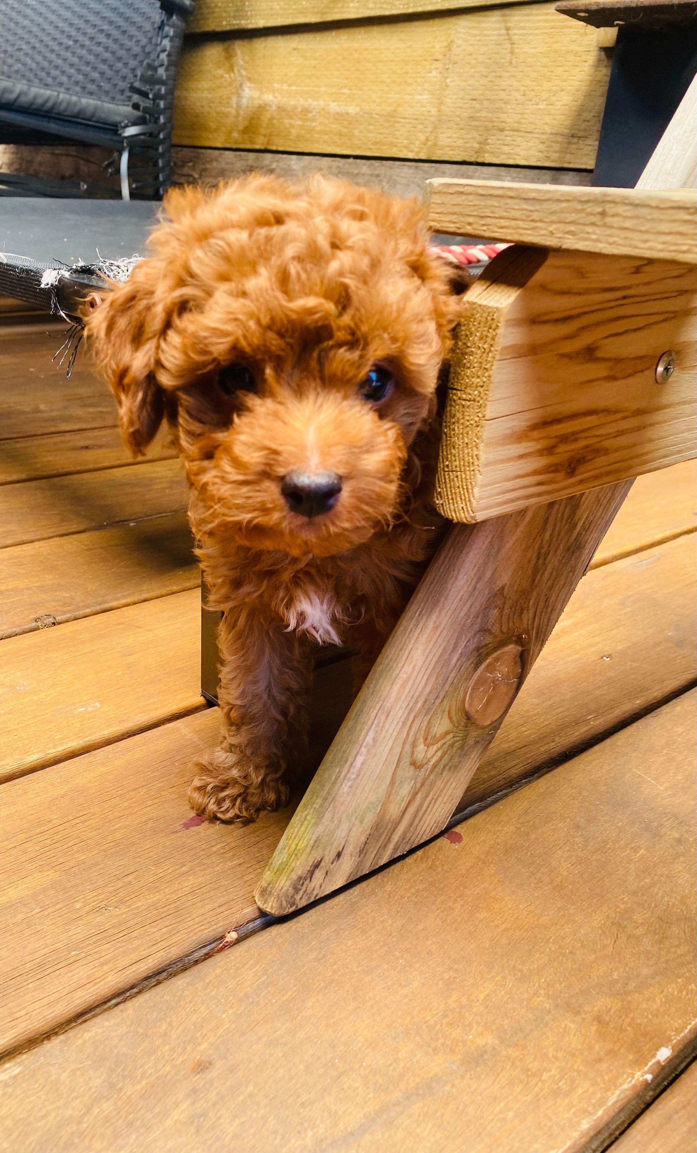 Aripen Theodore/Cavoodles, responsible breeder in Victoria - RightPaw