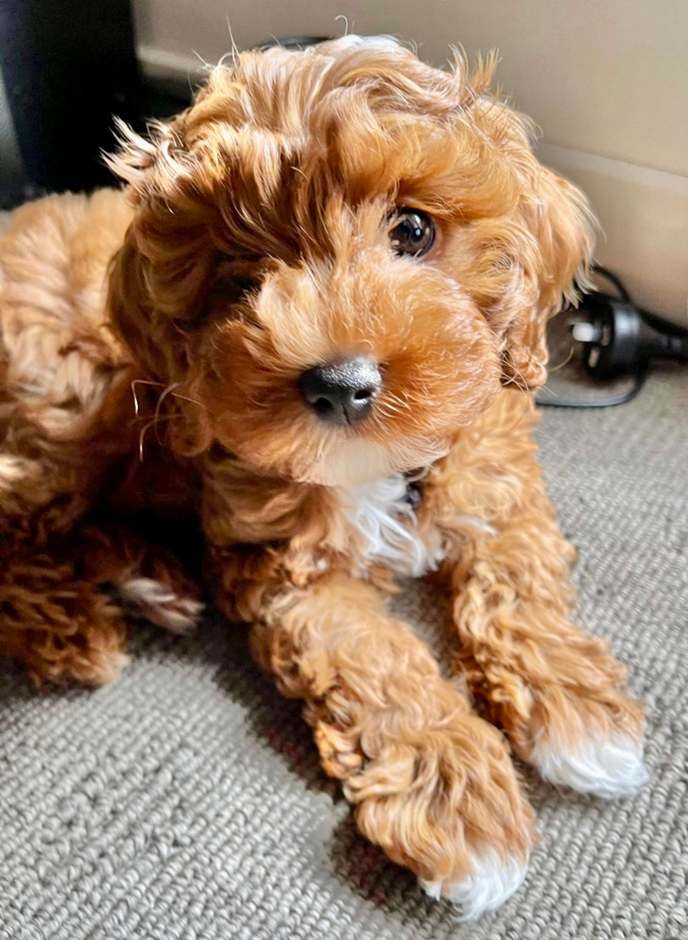 Aripen Theodore/Cavoodles, responsible breeder in Victoria - RightPaw