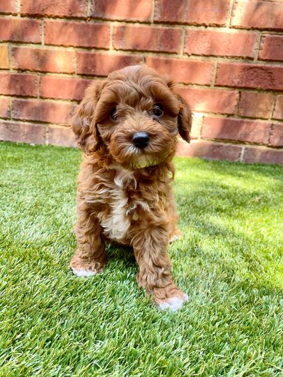 Aripen Theodore/Cavoodles, responsible breeder in Victoria - RightPaw