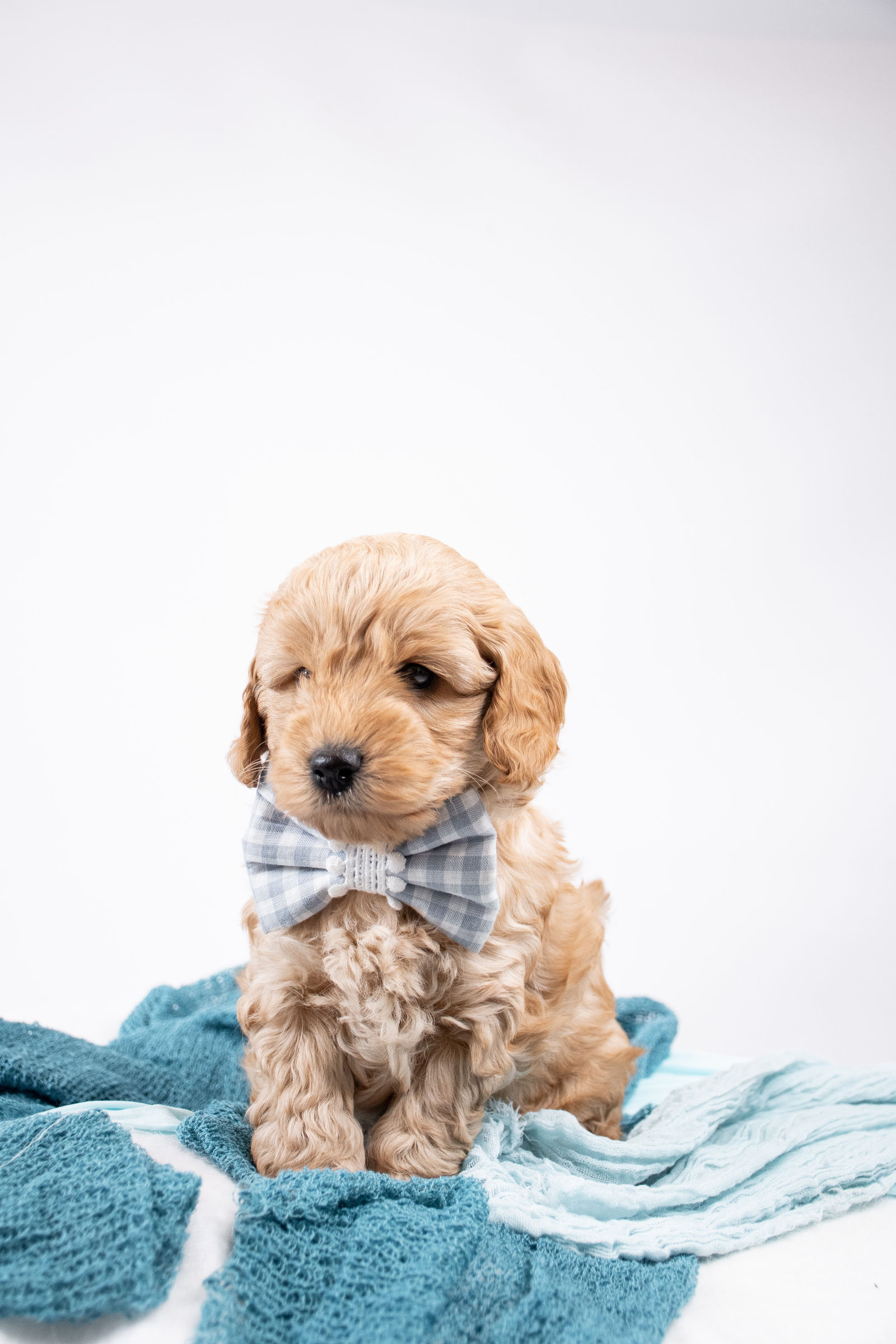 Oodle Crew Spoodles, responsible breeder in Queensland - RightPaw