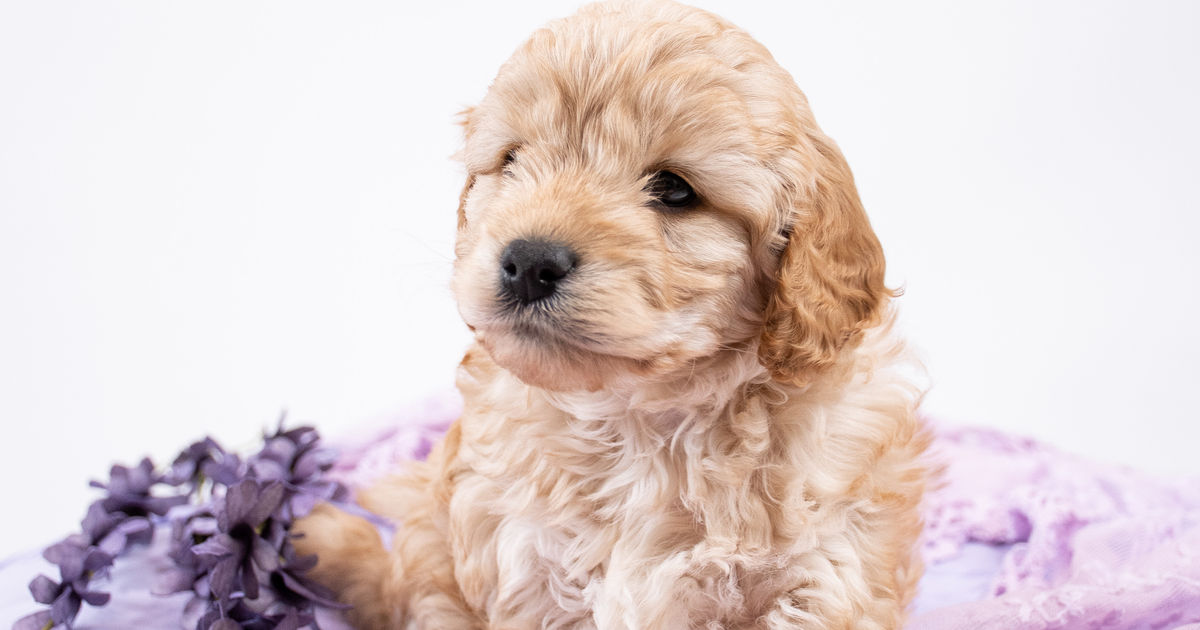 Oodle Crew Spoodles, responsible breeder in Queensland - RightPaw