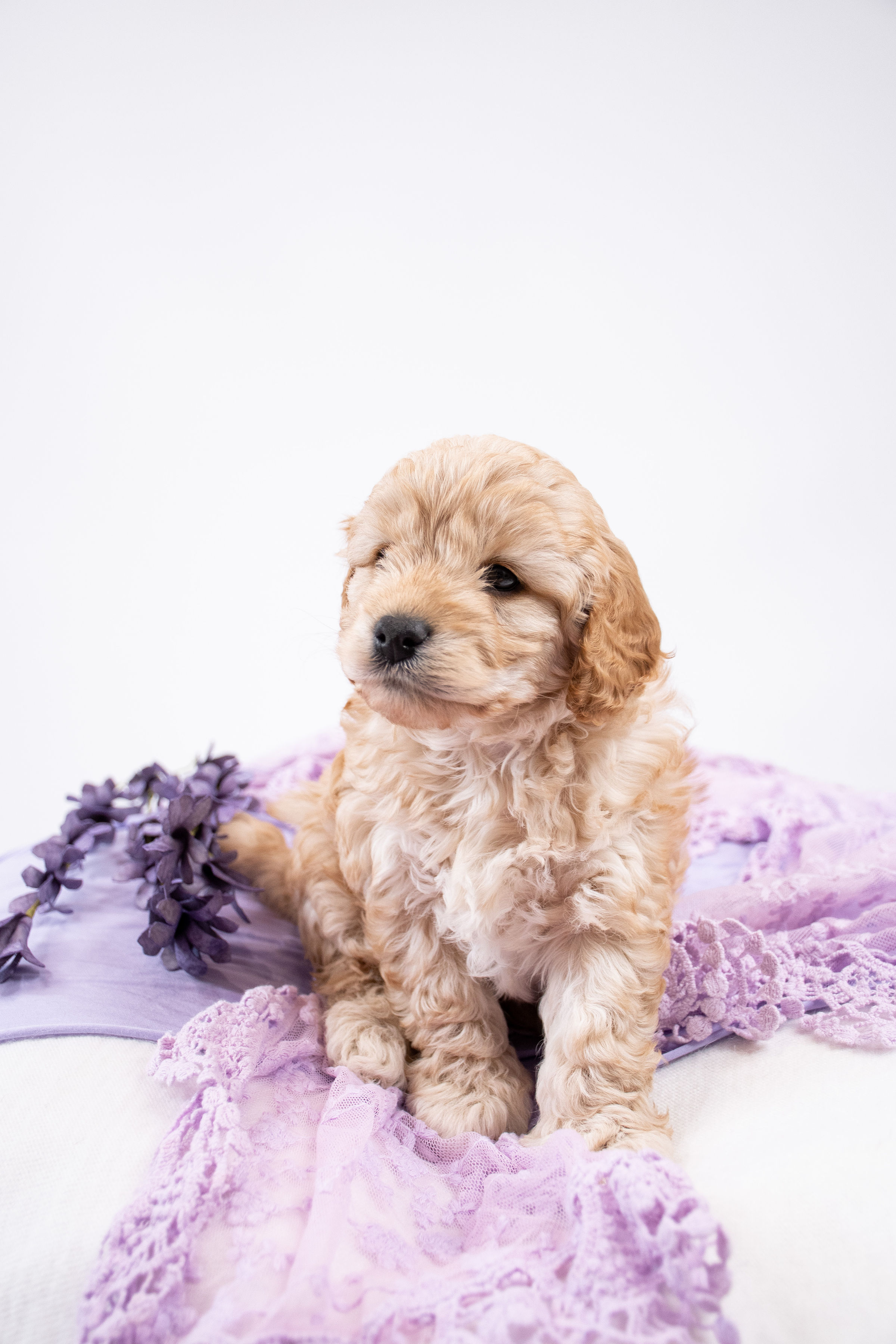 Oodle Crew Spoodles, responsible breeder in Queensland - RightPaw