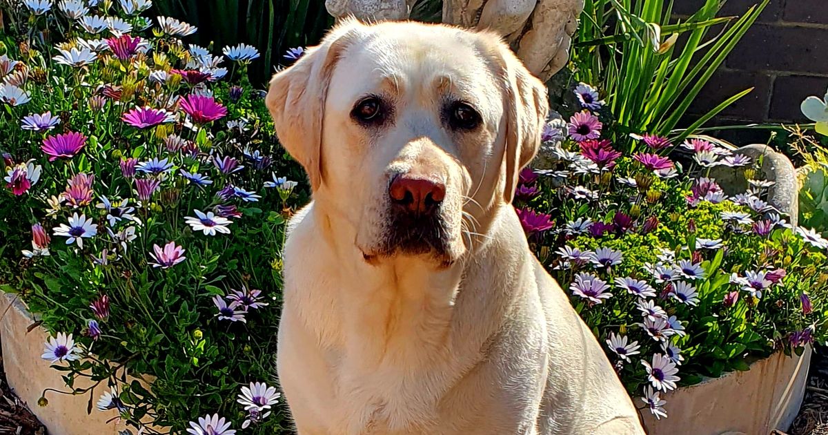 LUNAGRANDE LABRADORS, responsible breeder in South Australia - RightPaw