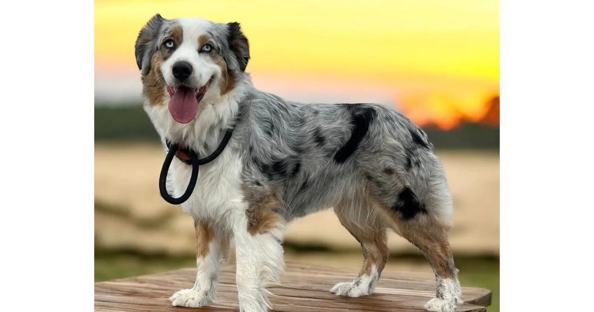 Ocean Doods WA - Aussiedoodles's, responsible breeder in Western ...