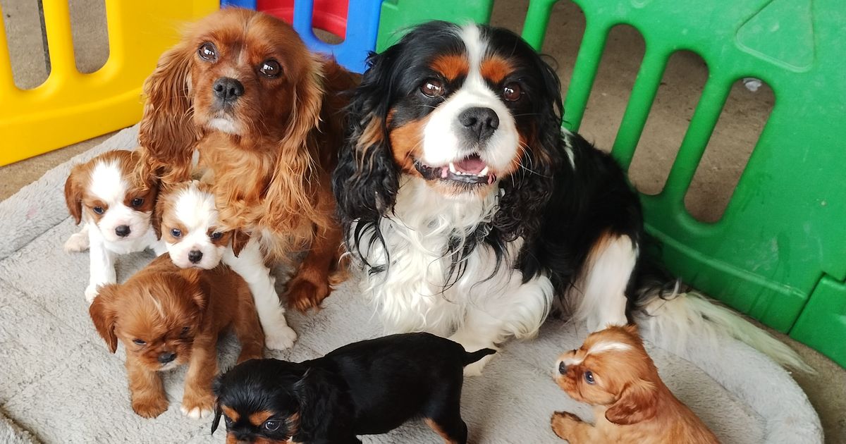 Raised Right Puppies Australia - Pedigree Cavaliers, responsible ...