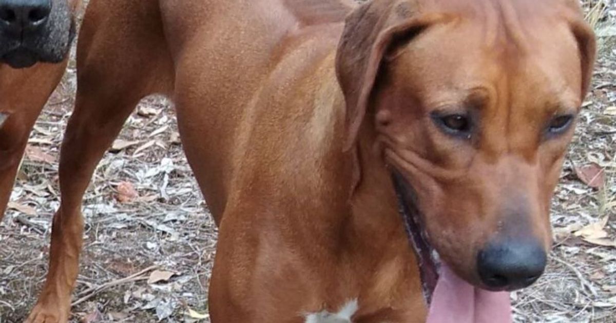 Kamania Rhodesian Ridgebacks, responsible breeder in Victoria - RightPaw