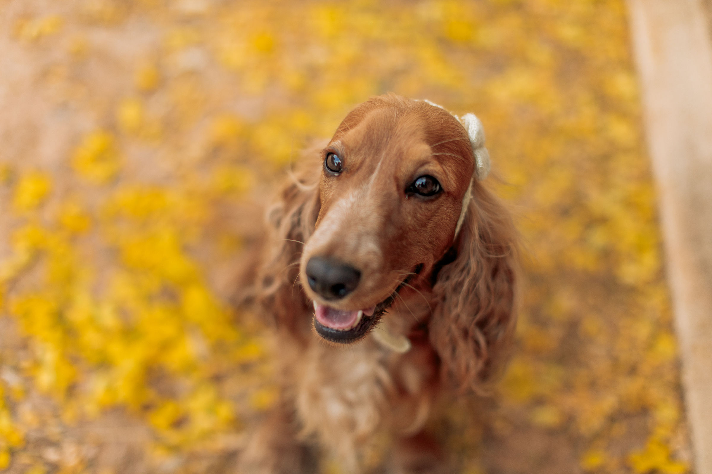 Westrose Cocker Spaniels, responsible breeder in Western Australia ...