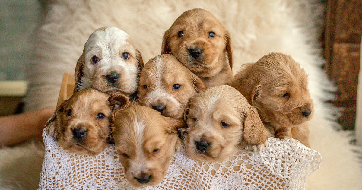 Westrose Cocker Spaniels, responsible breeder in Western Australia ...