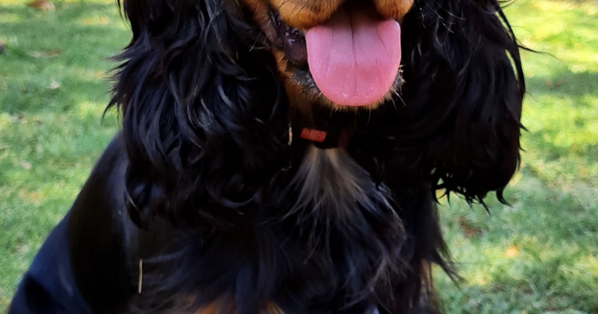 Westrose Cocker Spaniels, responsible breeder in Western Australia ...