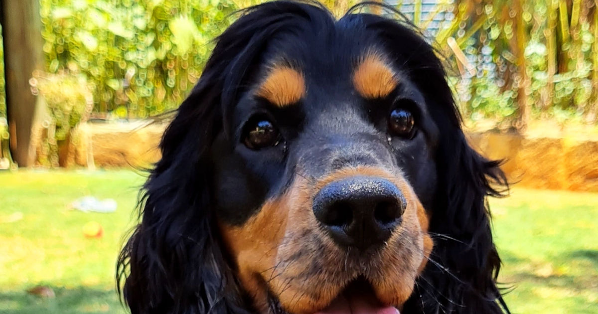 Westrose Cocker Spaniels, responsible breeder in Western Australia ...
