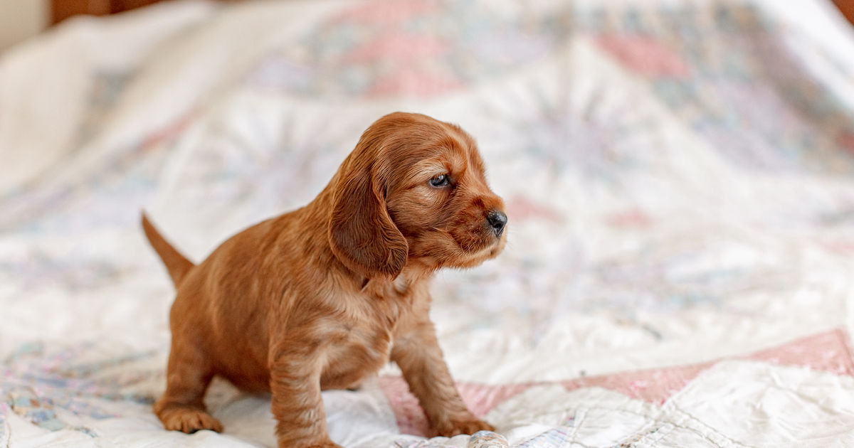 Westrose Cocker Spaniels, responsible breeder in Western Australia - RightPaw