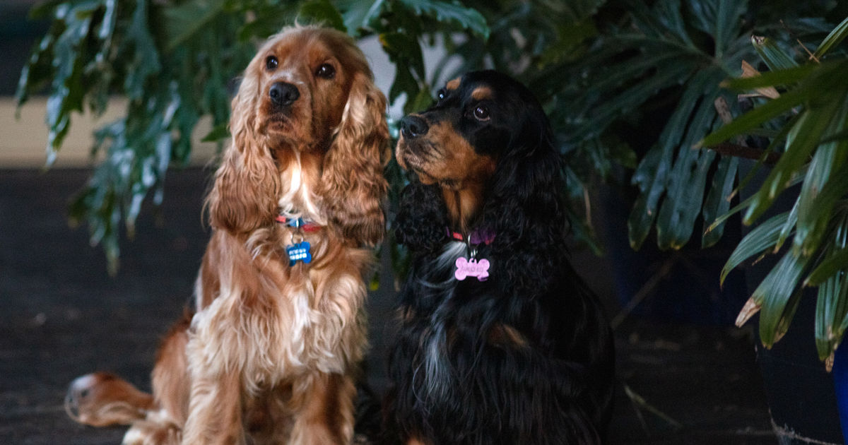 Westrose Cocker Spaniels, responsible breeder in Western Australia ...