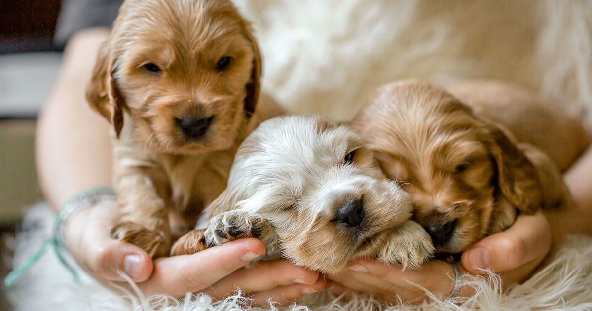 Westrose Cocker Spaniels, responsible breeder in Western Australia ...