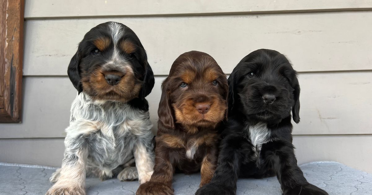 The Crazy Cockers, responsible breeder in New South Wales - RightPaw