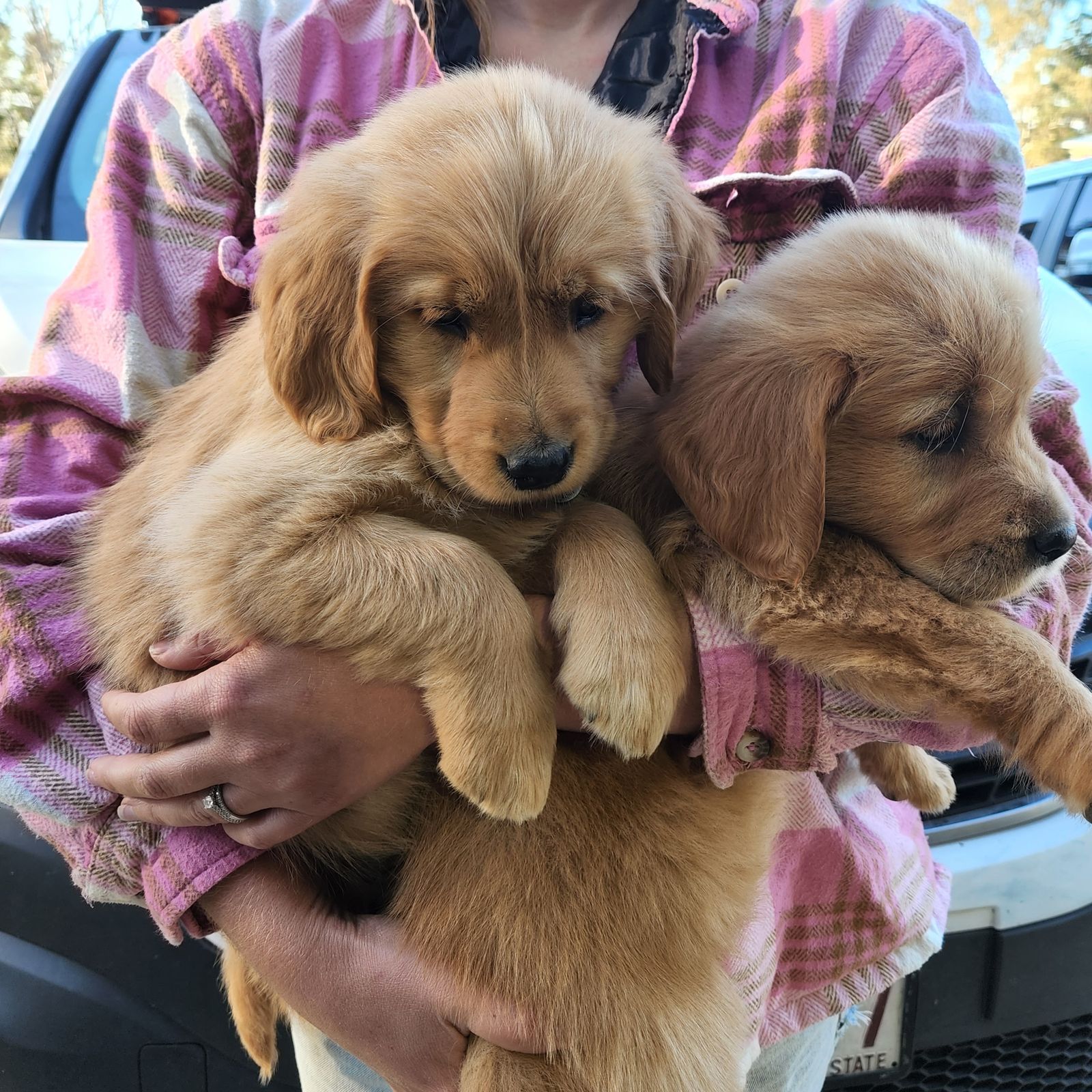 Gypsy Red Goldens Purebred Golden Retriever, responsible breeder in ...