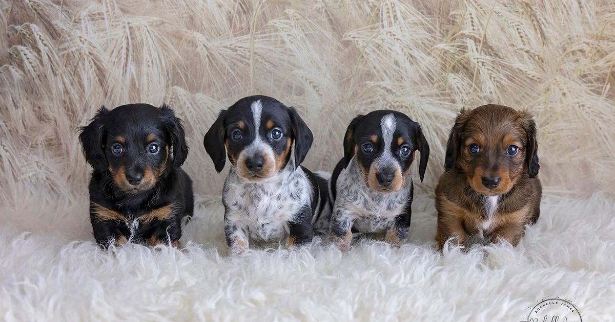 Dappled With Love Mini Dachshunds, responsible breeder in Queensland ...