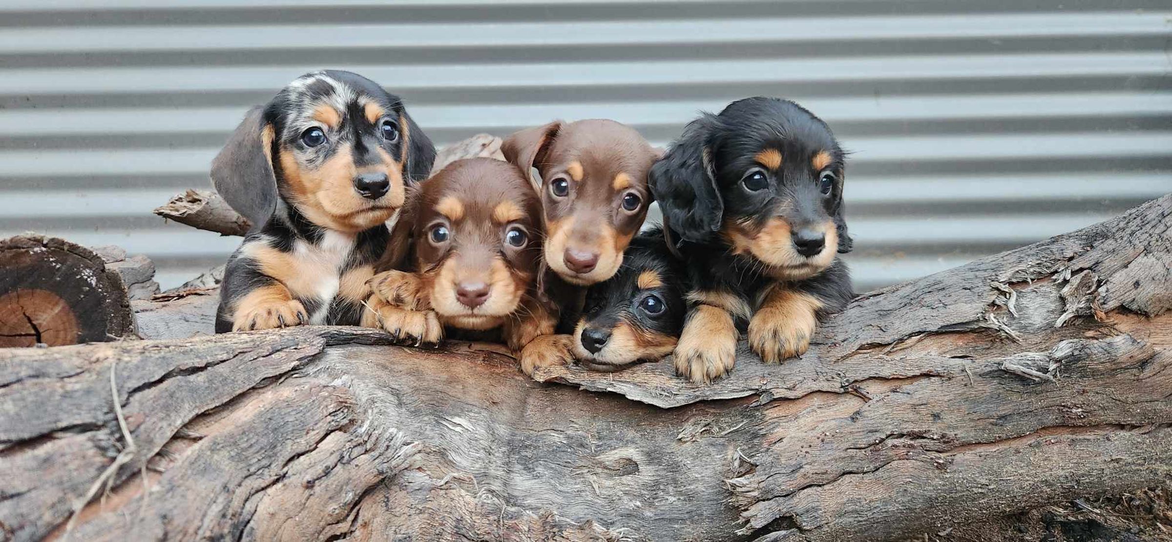 Dappled With Love Mini Dachshunds, responsible breeder in Queensland ...