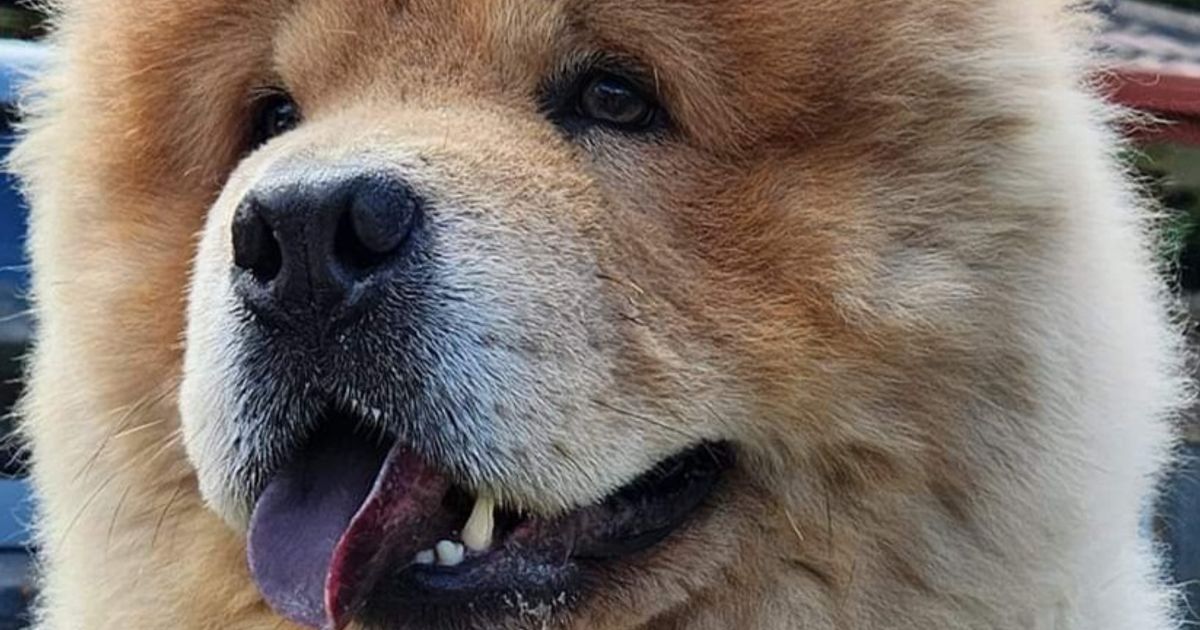 MOONACRE CHOW CHOWS, responsible breeder in Queensland - RightPaw