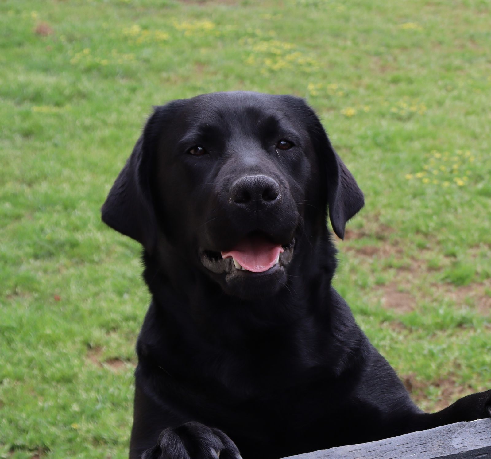 ELLSNICK Labradors (ANKC), responsible breeder in New South Wales ...