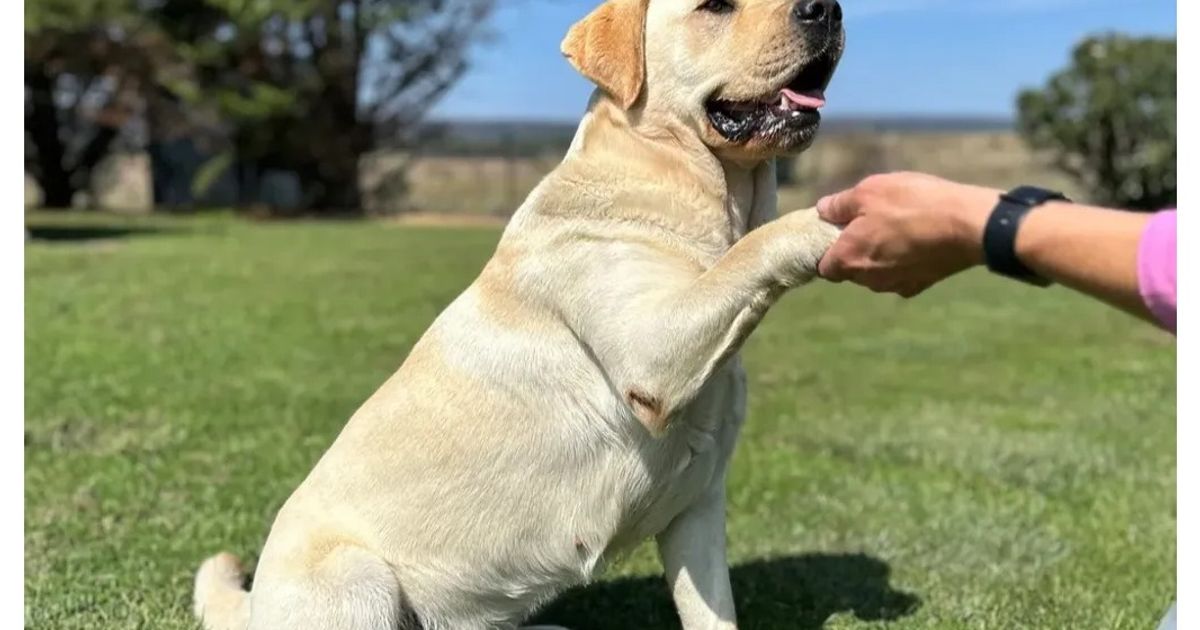 ELLSNICK Labradors (ANKC), responsible breeder in New South Wales ...