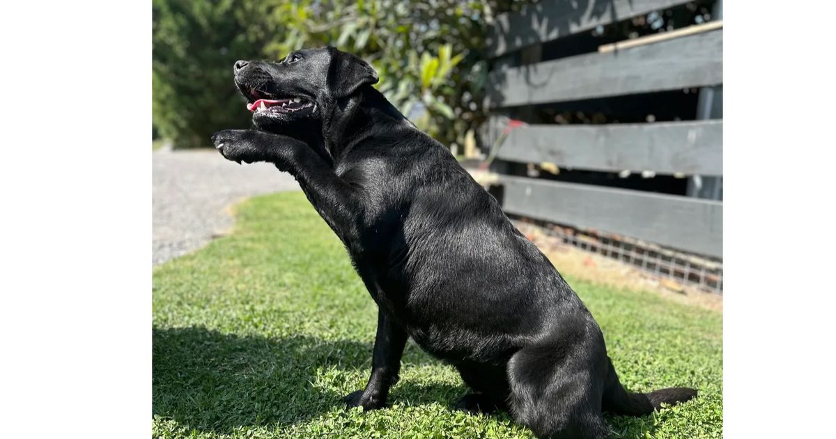 ELLSNICK Labradors (ANKC), responsible breeder in New South Wales ...