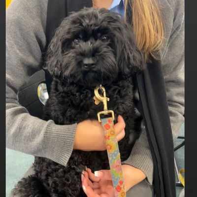 C & M Cavoodles or MDBA Taylor’s Little Loves, responsible breeder in ...