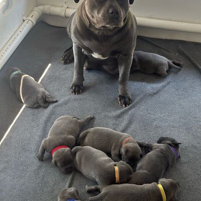 Staffys & Snags Staffordshire Bull Terriers, responsible breeder in ...