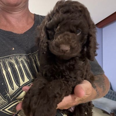 Spring Pastures Puppies Spoodles, responsible breeder in Queensland ...