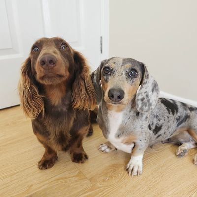 DD Hounds, responsible breeder in Queensland - RightPaw
