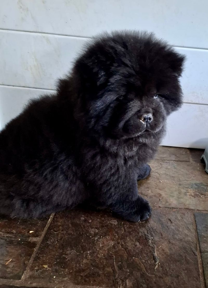 Chow Chow puppies available from responsible breeders | RightPaw