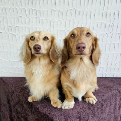DD Hounds, responsible breeder in Queensland - RightPaw