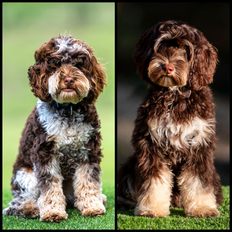 Double Doodle puppies available from responsible breeders | RightPaw