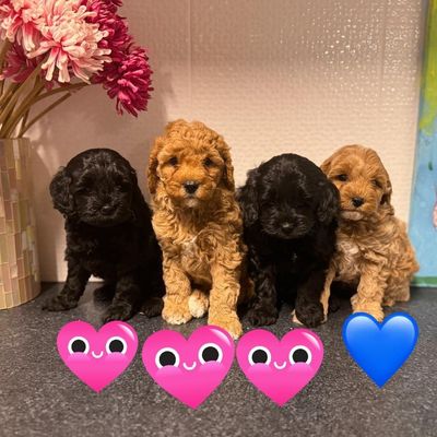 Spring Pastures Puppies Cavoodles, responsible breeder in Queensland ...