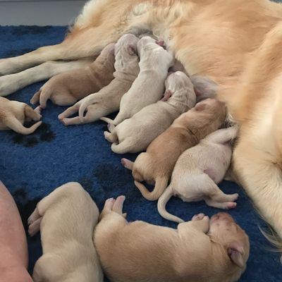 Golden paws, responsible breeder in Queensland - RightPaw