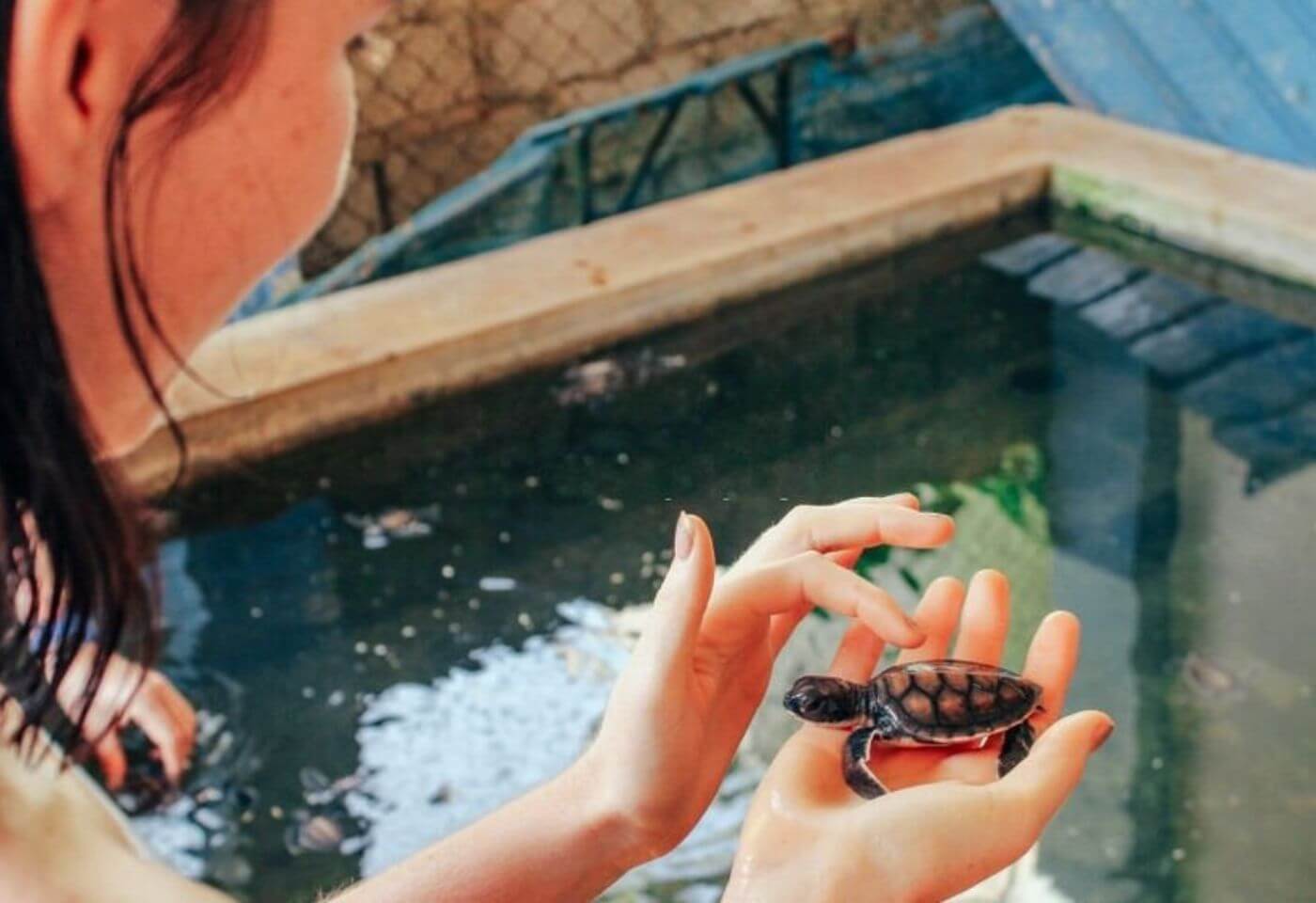 Mystical Mangroves Of Madu Ganga: Boat Ride & Turtle Conservation Visit