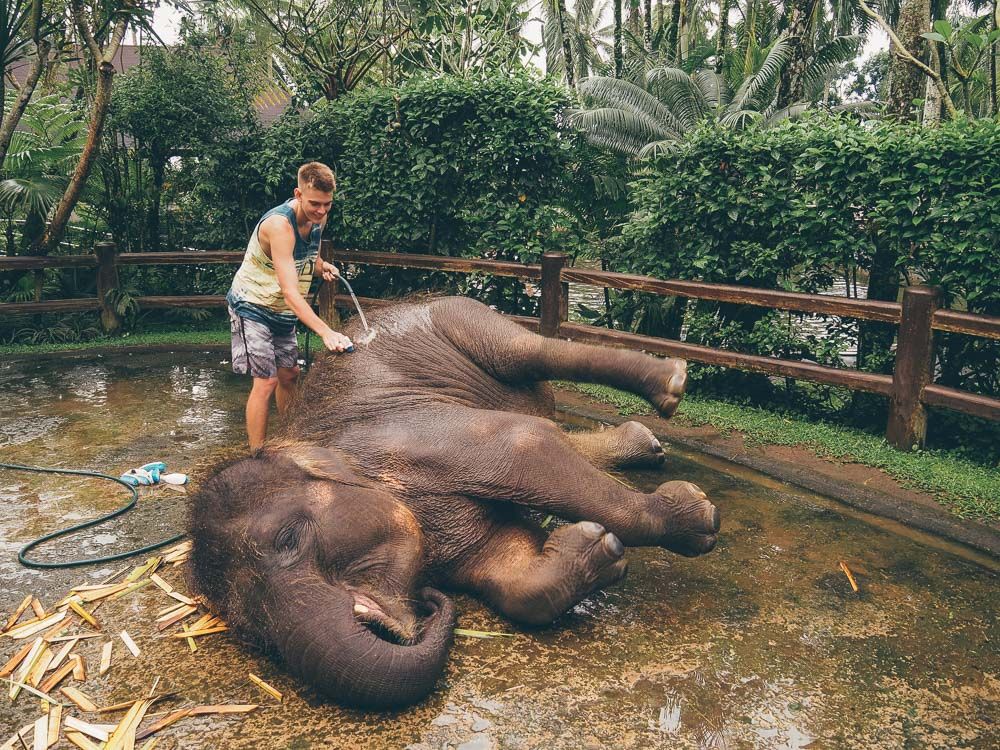 Elephant Bath Tour Bali | Elephant Sanctuary & Breakfast Tour Bali